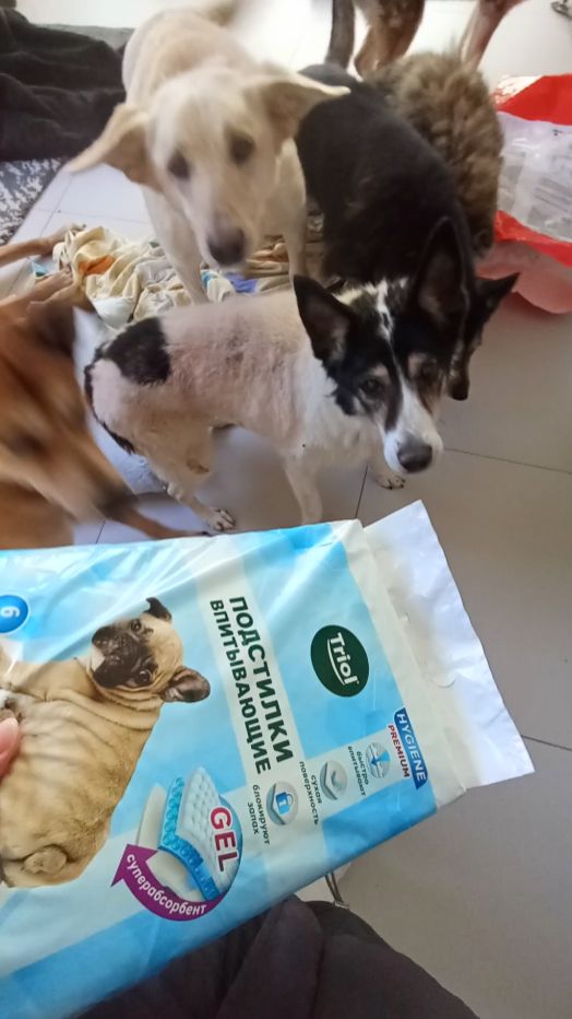 "Хоспис приюта. Про Русю, его друзей и подарки" ❥ Приют в Малинках #приютдляживотных