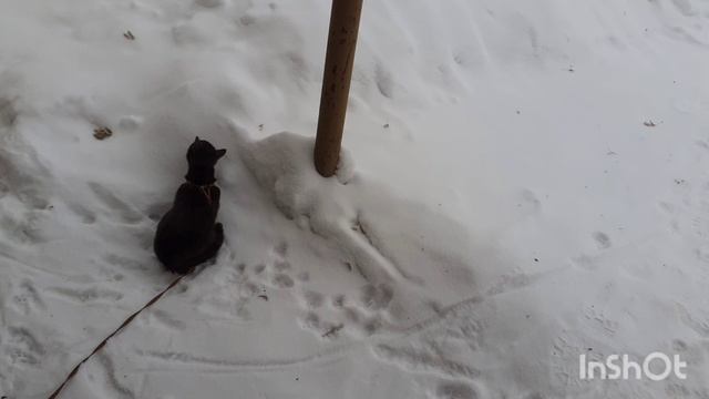 Вышел Тишка погулять.