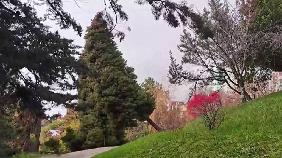 В Сочи растут 124 дерева-барометра