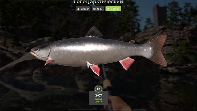 Игра "Русская рыбалка 4". Озеро Куори. Форель, голец, щука.