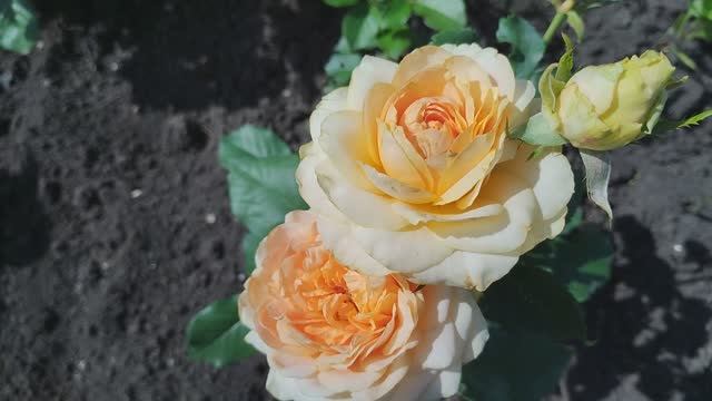 Вспоминаю первое цветение роз нашего сада