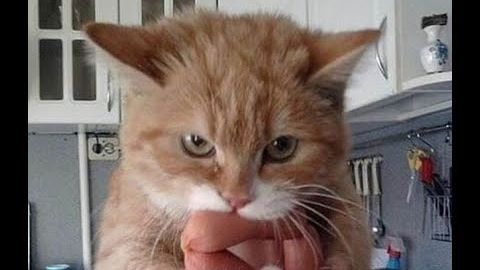 Приколы с котами! С ОЗВУЧКОЙ! САМЫЕ СМЕШНЫЕ ЖИВОТНЫЕ! Смешные коты и собаки! УГАР!!