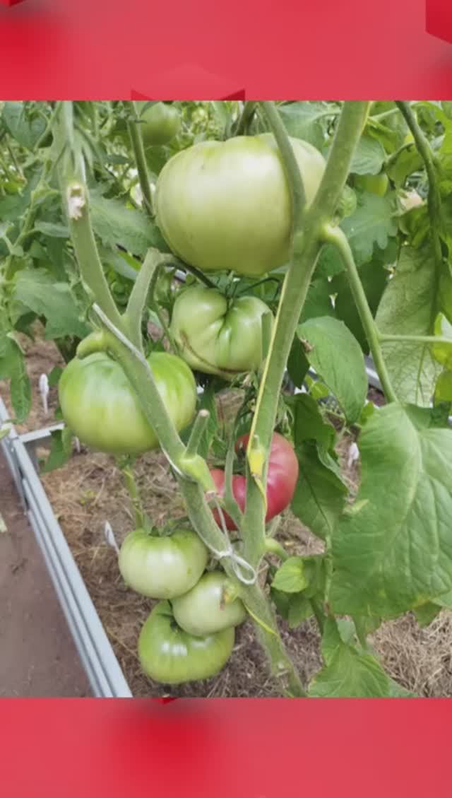 Томат Бурлак минусинский.  т. 89229284031