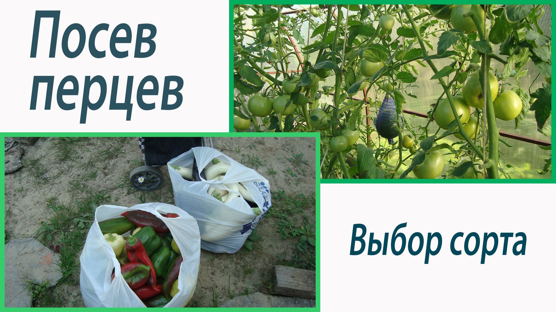 Посев перцев. Сорта. Октябрина Ганичкина