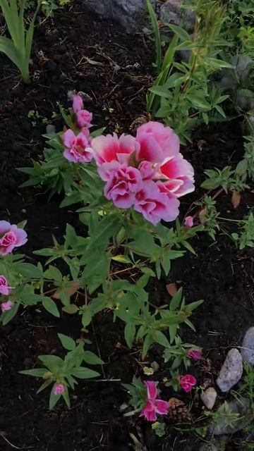 Ленинградская область. Хвойное. 25.07.2024. Цветы на даче. Годеция махровая азалия