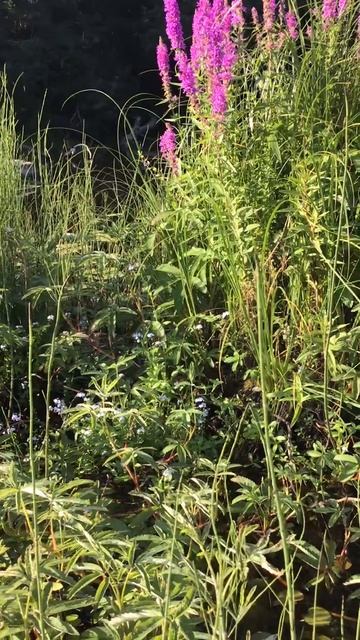 Ленинградская область. Хвойное. 25.07.2024. Река Вуокса. Растения-Чистец и незабудка болотные