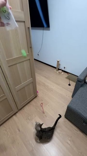 Титус очкошник🙀