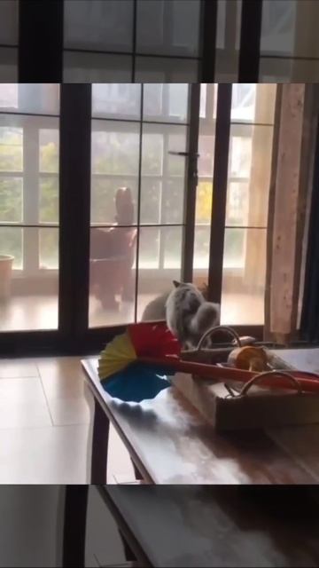 Впустите пожалуйста 😼