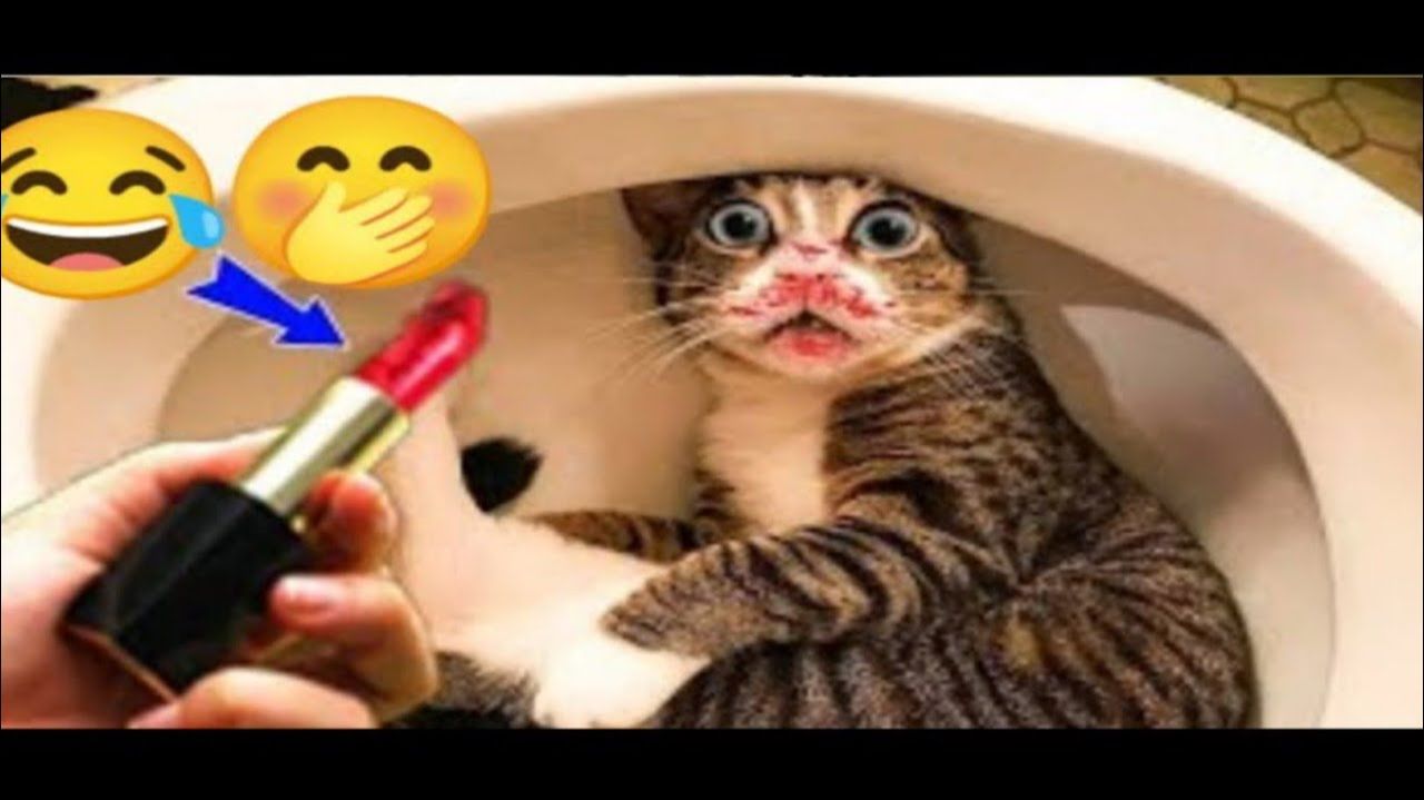 Смешные Кошки-Коты 2025 😸Лучшие приколы с кошками и Животными😸 Кошки😸 Животные- Смешное видео!