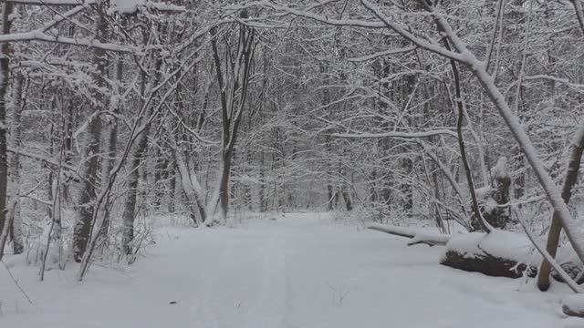 Зимняя сказка. С наступающим новым годом!