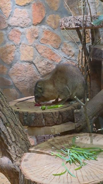 Даман (жиряки) ! | Daman (fat people) !