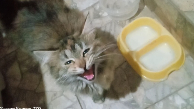 Котёнок требует покушать