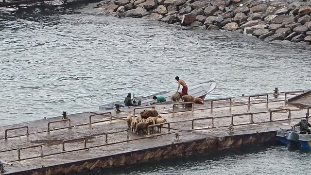 везут не только баранов