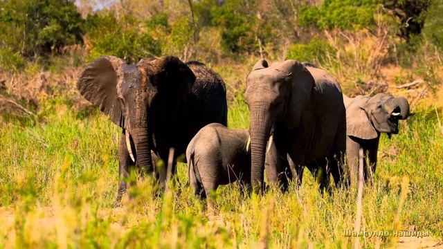 #Коран#алИмран#СамыеКрасивыеМеста#Relaxation##Islam#Quran#alimran'#Minshawiy #4кВидео#1часть#