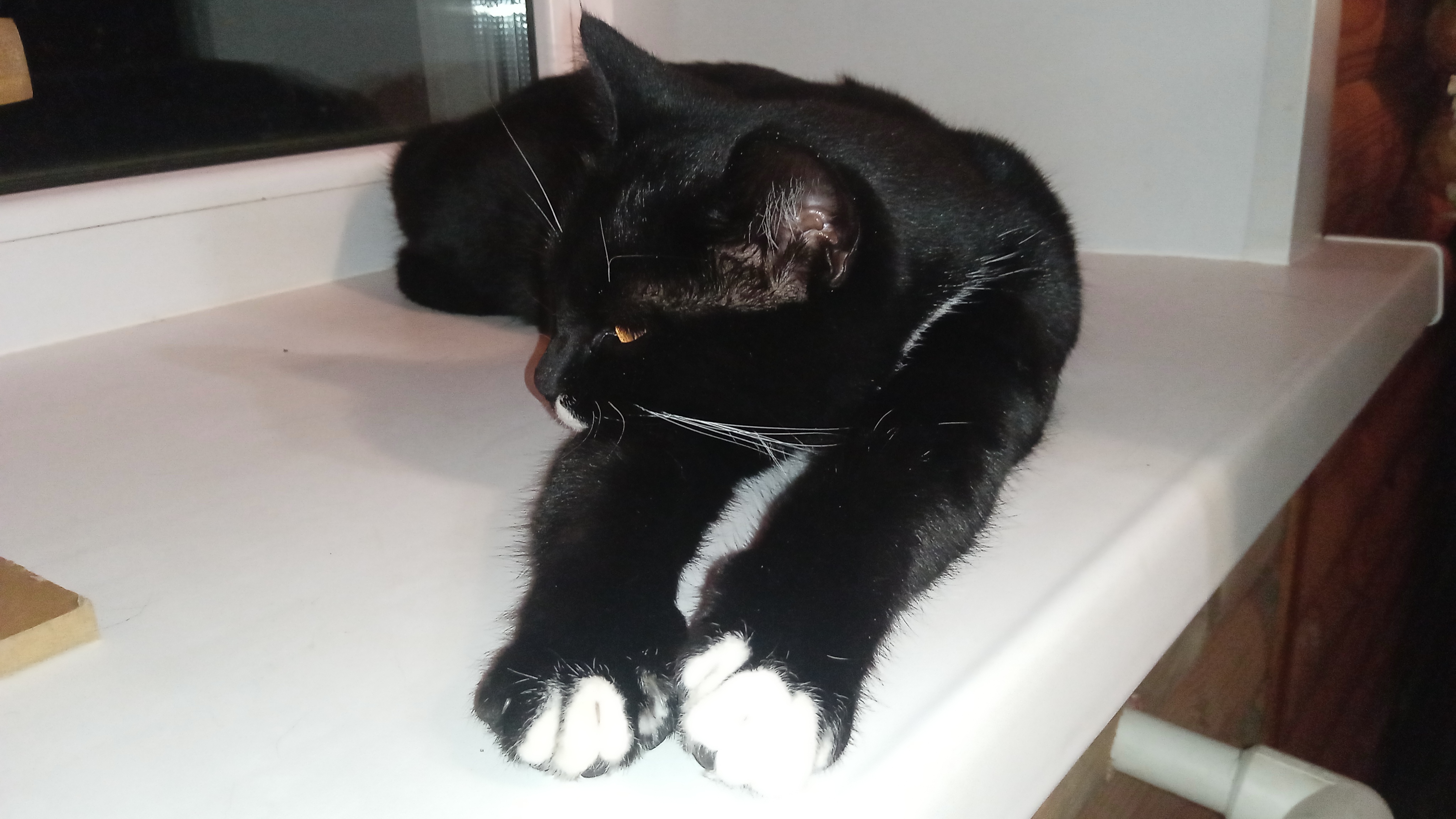 Любимая кошечка Чикуля отдыхает на подоконнике