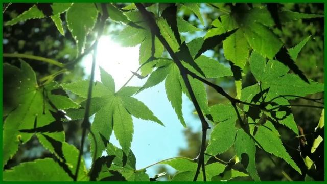 Улучшает состояние при депрессии, тревоге,  головокружении, страхе, раздражительности