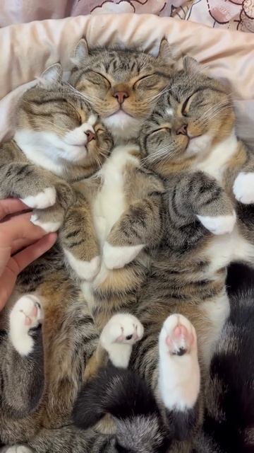 Колыбельная от мягких лапок