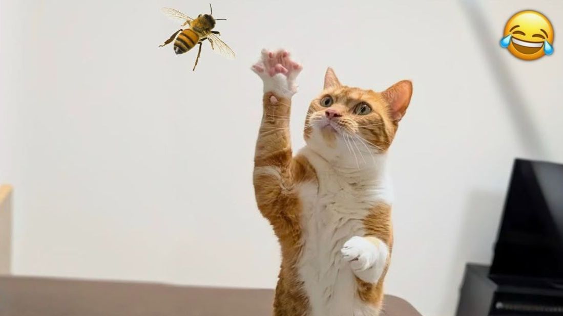 Я РЖАЛ ЦЕЛЫЙ ЧАС СМЕШНЫЕ ЖИВОТНЫЕ ТЕСТ НА ПСИХИКУ ПОПРОБУЙ НЕ ЗАСМЕЯТЬСЯ ВИДЕО ПРИКОЛЫ