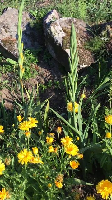 Ленинградская область. Хвойное. 25.07.2024. Цветы на даче. Распускающиеся соцветия гладиолусов