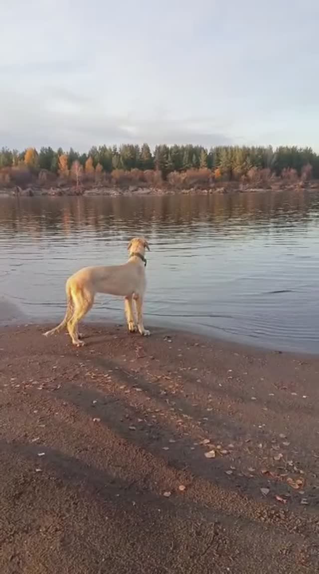 Осенние воспоминания 🍁🌤 Северный Ветер Из Волшебного Леса, 5,5 месяцев 🍀