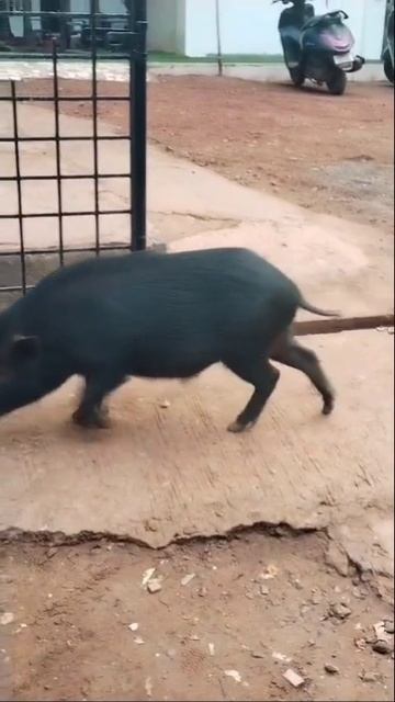 Встреча с кабанчиками