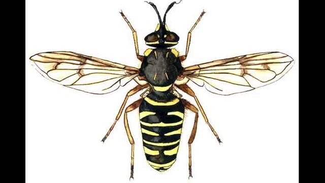 О полезных насекомых