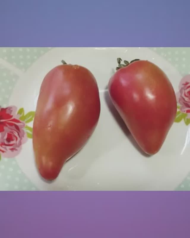 Томат Минусинский Перчик Розовый. т. 89229284031