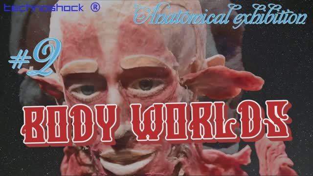 Анатомия. Человек. Система. Тело. 2. Выставка. BODY WORLDS. Наука. Медицина. Пластинация. Органы