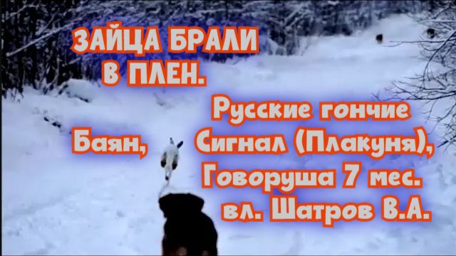 ЗАЙЦА БРАЛИ В ПЛЕН. Русские гончие Баян, Сигнал (Плакуня), Говоруша 7 мес. вл. Шатров В.А.#топ #hu