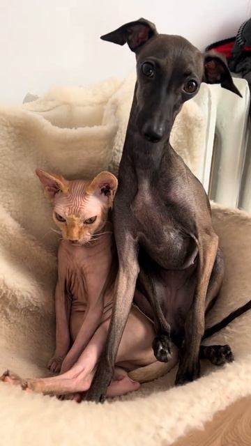 Лучшие друзья