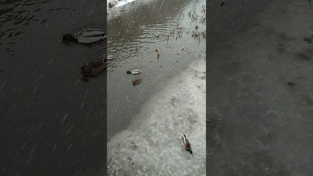 Утки зимой!