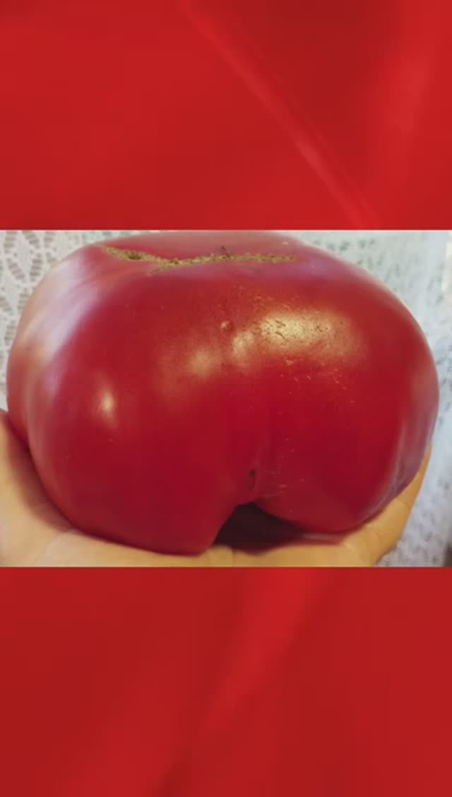 Томат Минусинские огромные сердца . т. 89229284031