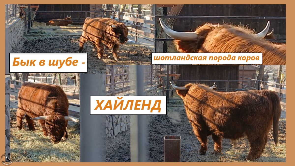 И не як, и не буйвол - мохнатый бык шотландской породы коров Хайленд