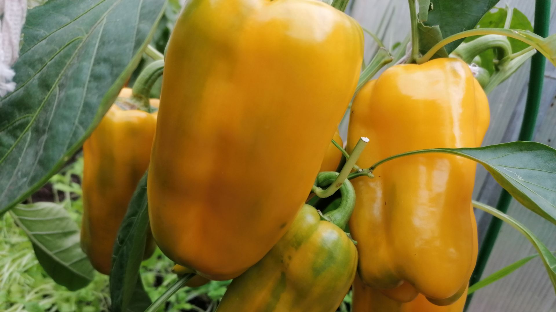 Перец Джемини: сладкий, урожайный и надёжный.