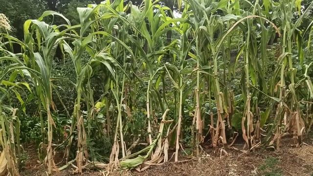 31 июля, 1,2 августа 2025г.Продолжаю разбирать хату.