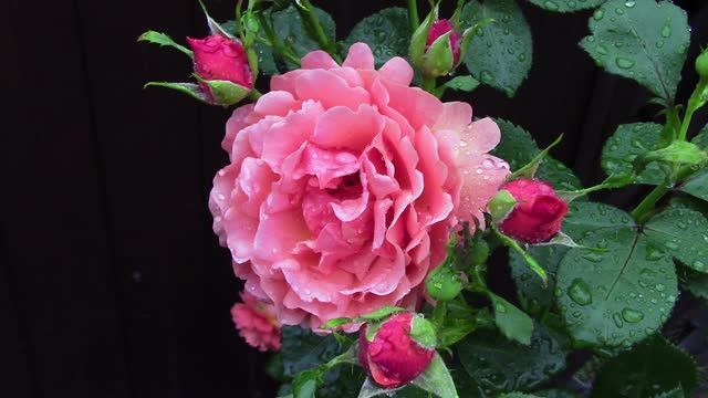 Розы. Соседи роз.