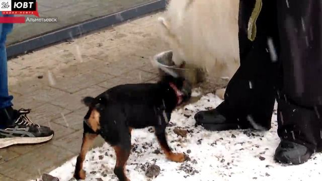 Альметьевские кинологи рассказали о том, как защитить домашних животных в праздничные дни