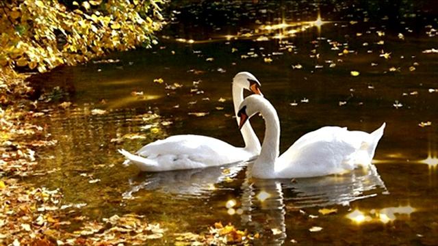 БЕЛЫЕ ЛЕБЕДИ (В. Евич)