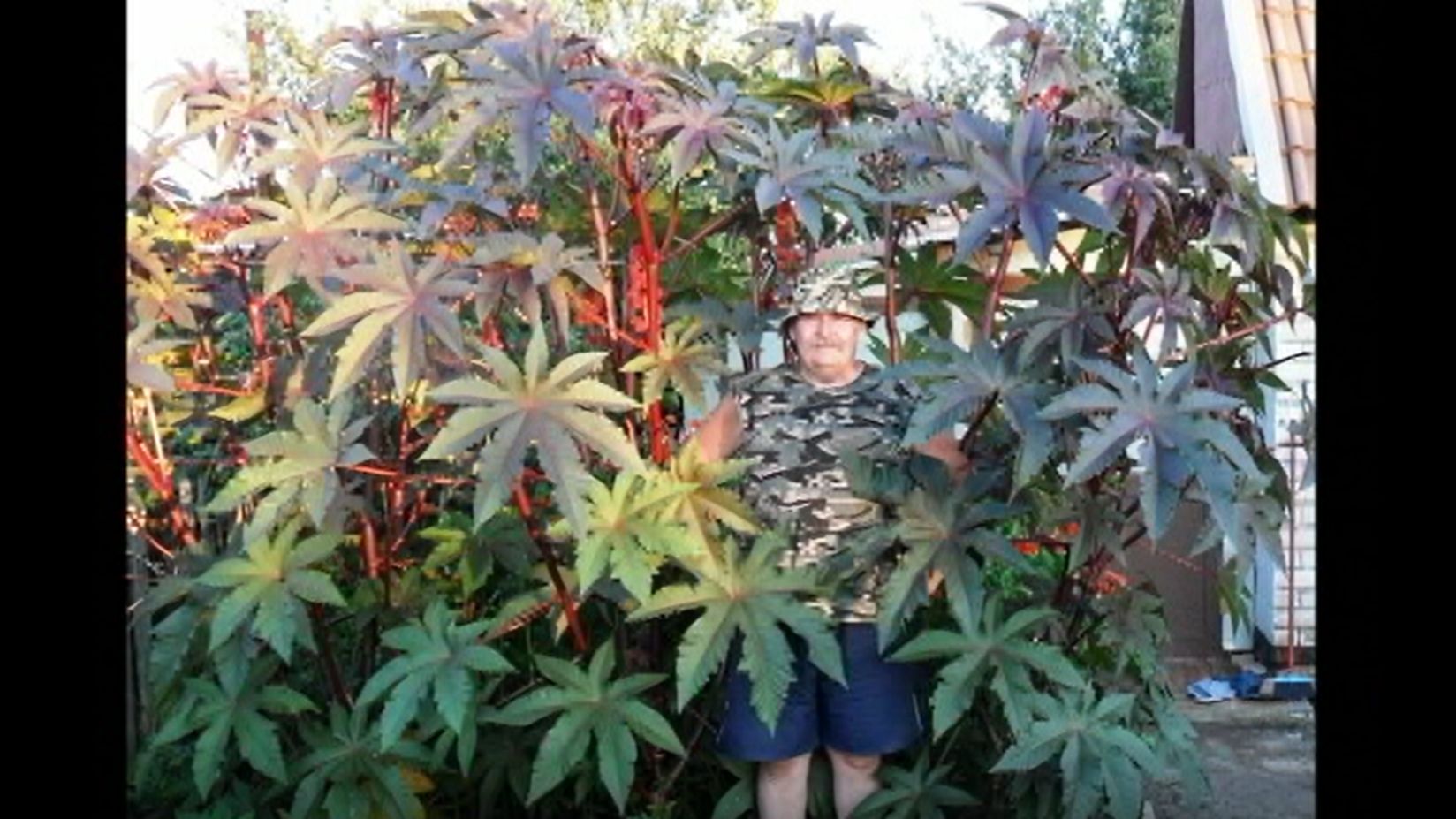 Красивое декоративное растение клещевина