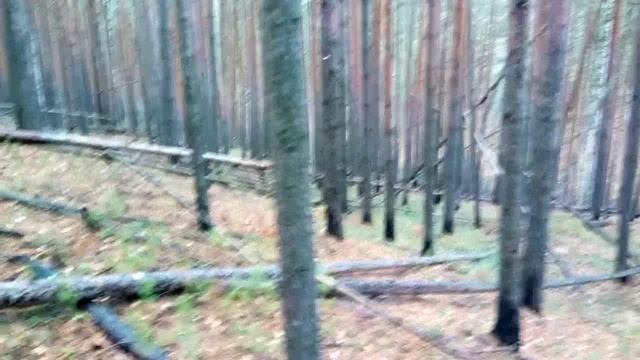 Лесные Могилы