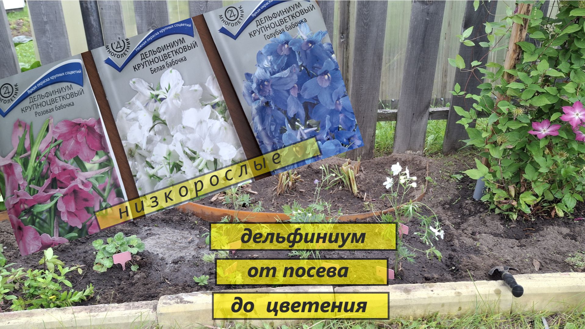 Дельфиниум низкорослый от посева до цветения в Западной Сибири.