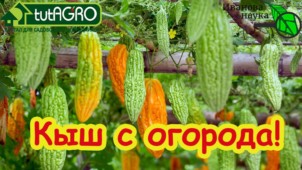 Не покупайте эти семена! Деньги на ветер. Антирейтинг овощей: они не стоят вашего времени.