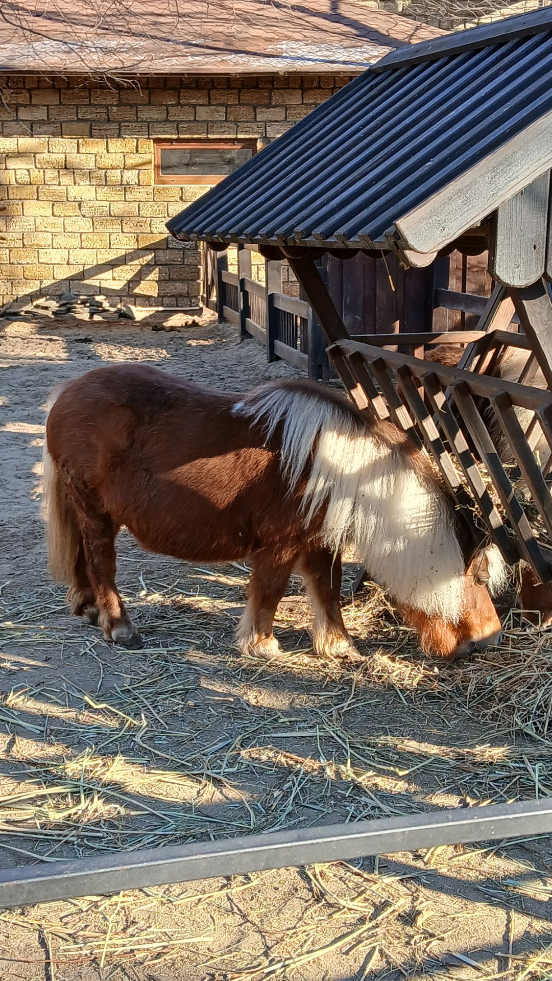 Карликовая американская лошадка. Парк Лога