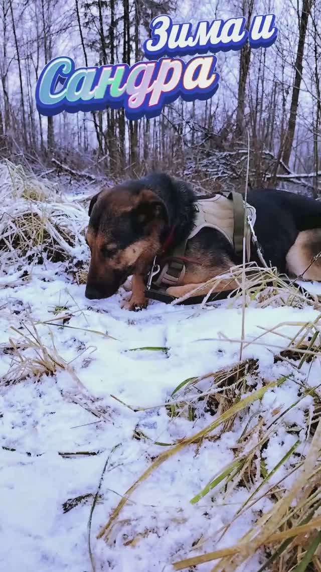 "Зима и Сандра, день и Лукас" ❥ Приют в Малинках