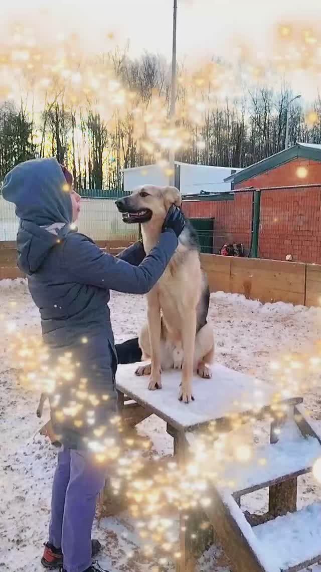 "Зима на четверых"❄🐾 ❥ Приют в Малинках