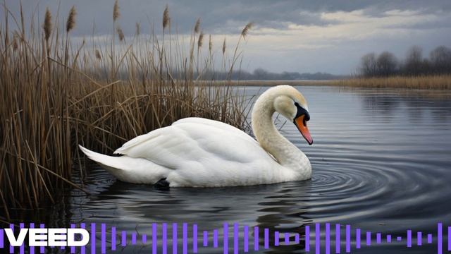 Мирра Лохвицкая — Спящий лебедь