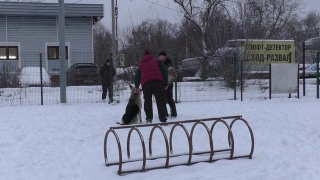 Проба_Бойкая Стая Шерстяной Зевс Громовержец