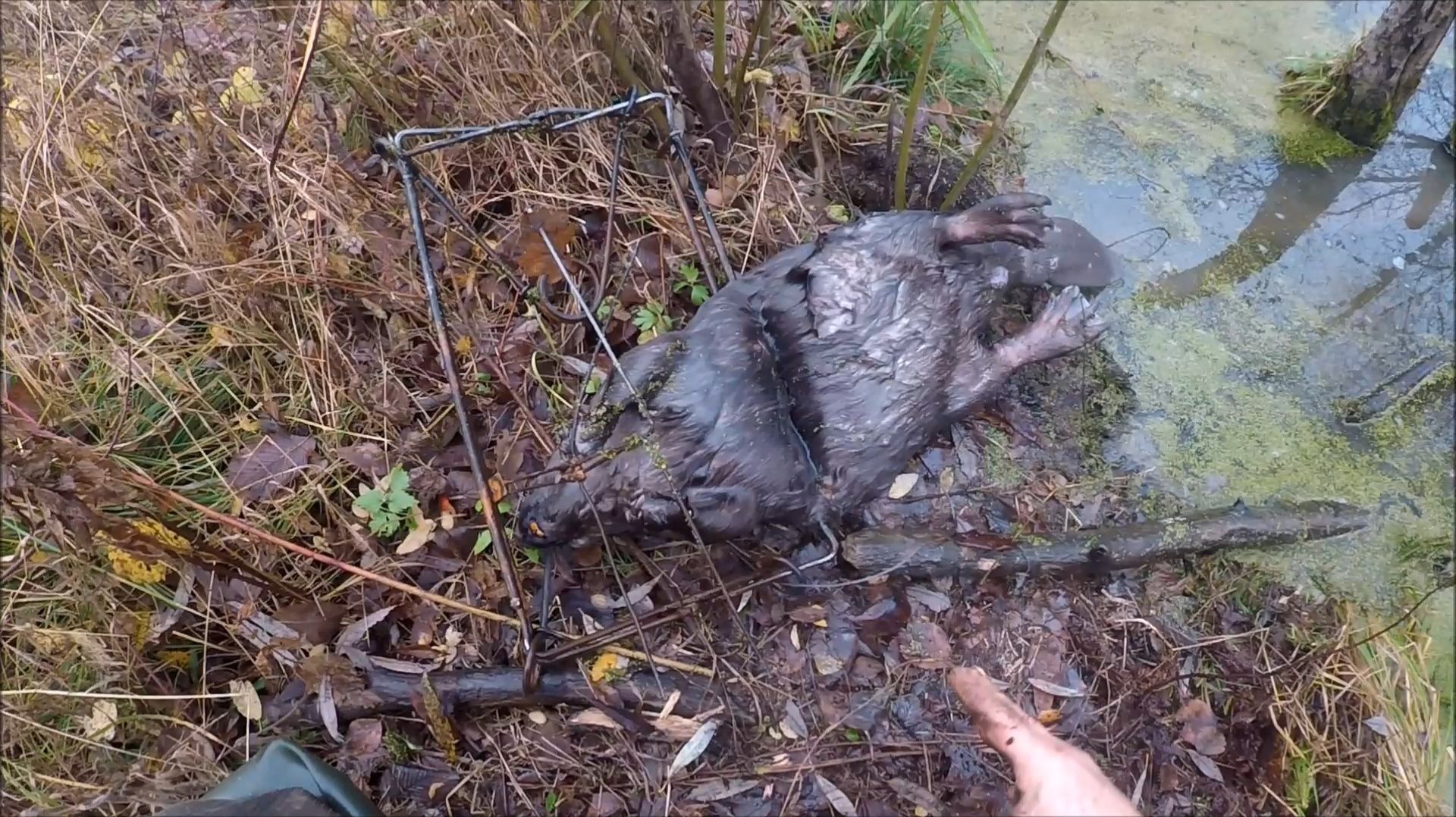 Охота на бобра. Очередной бобр (Будни охотника и рыбака)