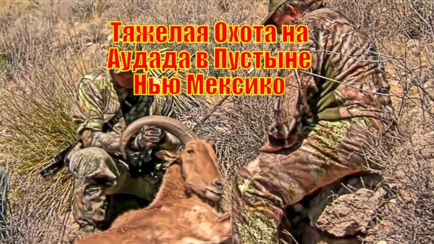 Тяжелая Охота на Аудада в Пустыне Нью Мексико