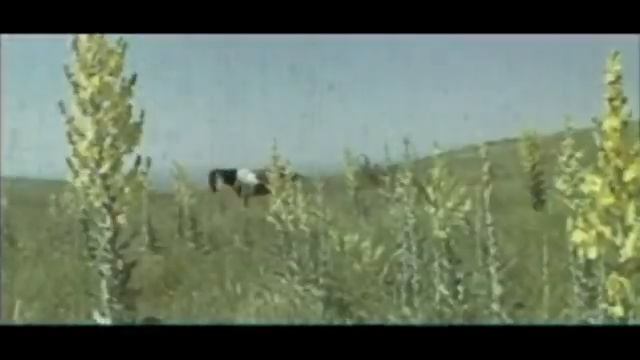 Nortoy - Eng gullagan yoshlik chog'imda (Chinor tagidagi duel) #UydaQoling